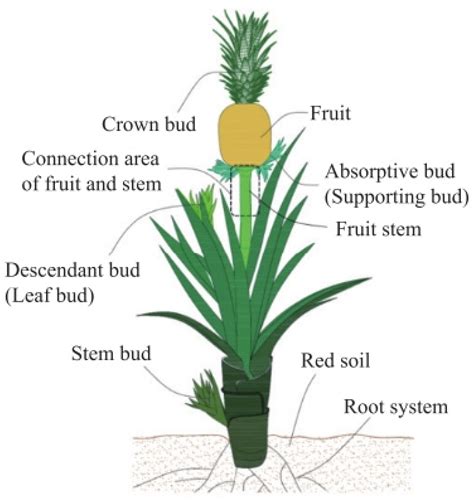 4 Parts Of The Pineapple Plant Showing The Three Major Types Of Asexual