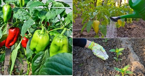Как ухаживать за перцем в теплице и открытом грунте 7 правил для богатого урожая Stuffed