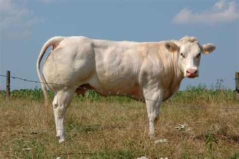 Belgian Blue Cattle Muscle