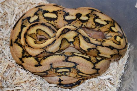 Platinum Tiger Reticulated Python