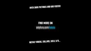 Jungle Fever Xxx Mobile Porno Videos Movies Iporntv Net