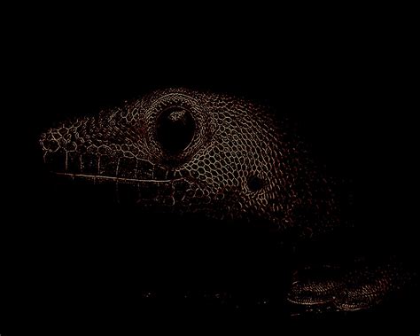 Github Lefpgecko 