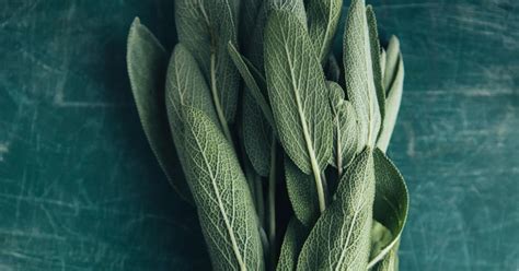 گیاهی که می‌تواند عرق زیر بغل را از بین ببرد ایندیپندنت فارسی