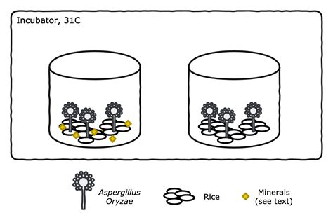 Adding A Mineral Solution To Koji Fermentation Experiment 1