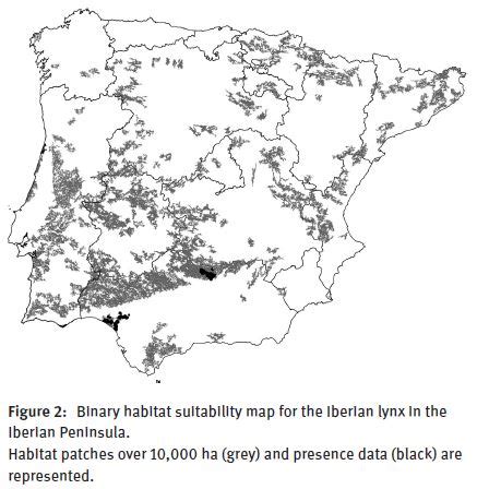 Curioso Por Naturaleza Lince IbÉrico IdentificaciÓn De Áreas