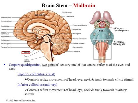 Diagram Of The Midbrain