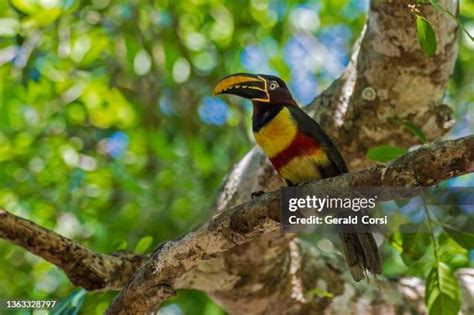 Chestnut Eared Aracari Pteroglossus Castanotis Fotografías E Imágenes