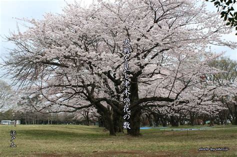 花江戸人 江戸人の俳散歩 楽天ブログ