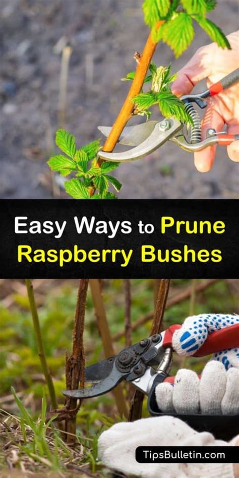 Prune Your Raspberry Bushes How To Trim A Raspberry Bush