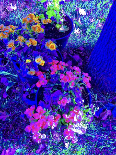 아름다운 꽃들 보라색 분홍색 주황색 노란색 꽃 여러 가지 Pixabay의 무료 사진 Pixabay