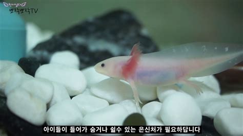 우파루파 키우기 함 알아봅시다~ Youtube