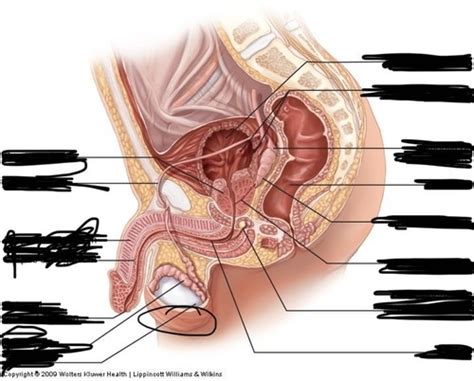 Side View Of The Male Reproductive System Flashcards Quizlet