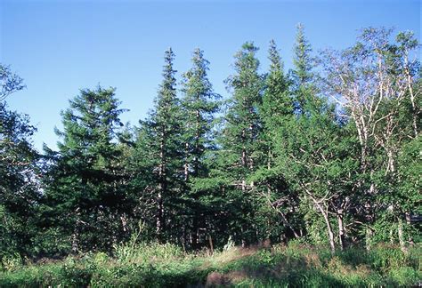 환경 가문비나무와 자작나무 숲