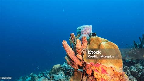 카리브해의 산호초 의 청록색 물 물고기 스타 산호 튜브 스폰지 및 Azure Vase 스폰지와 큐라소의 바다 풍경 0명에 대한 스톡 사진 및 기타 이미지 Istock