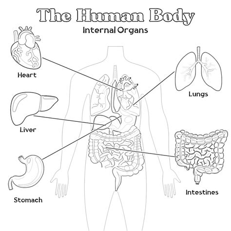 Human Internal Organs Coloring Page Coloring Pages Mimi Panda