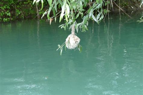 Εκβολές Αχέροντας Πρέβεζα ΒΑΡΚΑΔΕΣ ΣΤΟΝ ΠΟΤΑΜΟ ΑΧΕΡΟΝΤΑ 4ty Gr