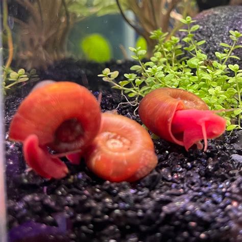Red Ramshorn Snail Au