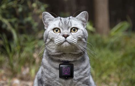 Обои concept, device, камера для котов, Whiskas, cat cameras, Catstacam ...