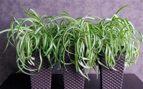 Хлорофитум кудрявый (Бонни): фото, уход в домашних условиях, размножение