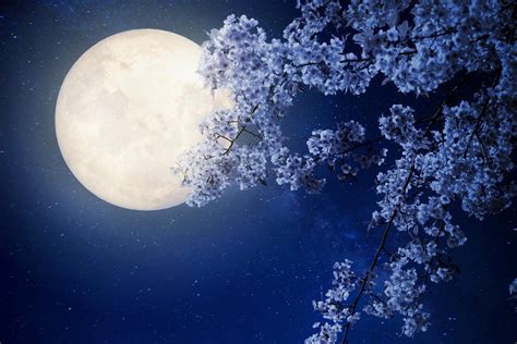 На растущую Луну садят зелень а на убывающую корнеплоды Что ещё советует лунный календарь