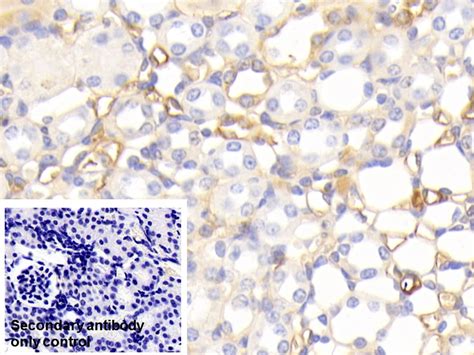 Polyclonal Antibody To Apolipoprotein A1 Apoa1 Paa519mu01 Mus Musculus Mouse Cloud Clone