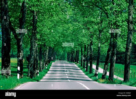 Tree Lined Avenue Road Hi Res Stock Photography And Images Alamy