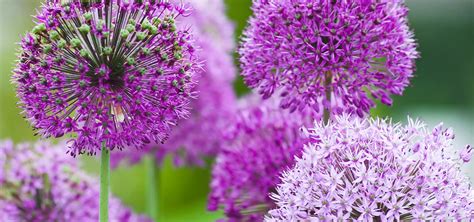 Machine Learning Development Services