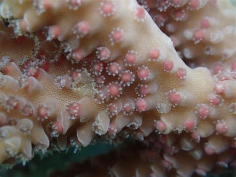 The Secret Sex Life Of Coral Revealed Super Innovators