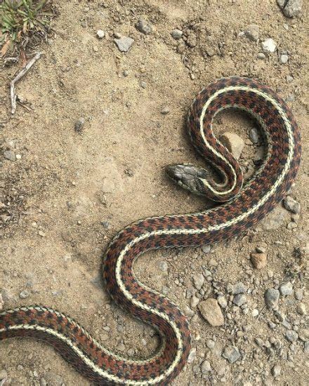 9 Stunning Black Snakes With White Stripes Balcony Garden Web