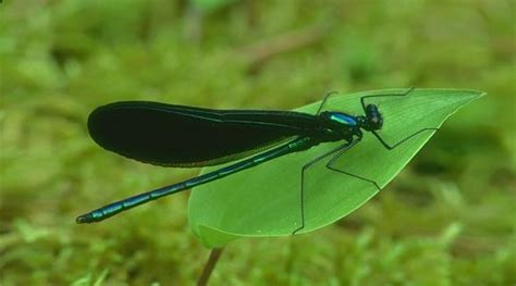 Image Re Targeting ‒ Ivrl ‐ Epfl