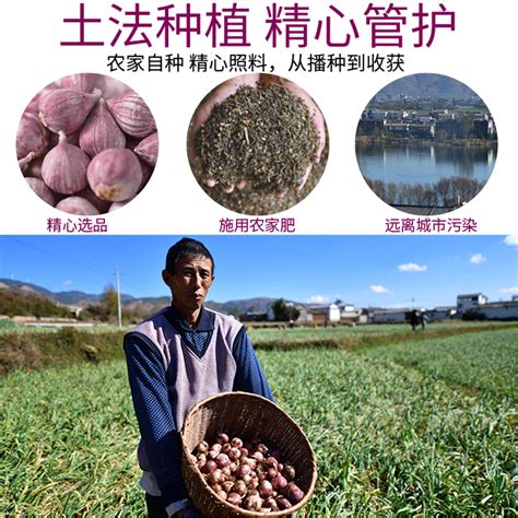 云南独头蒜紫皮大蒜独头干大蒜头红皮2023年新鲜干蒜5斤装紫皮蒜 虎窝淘