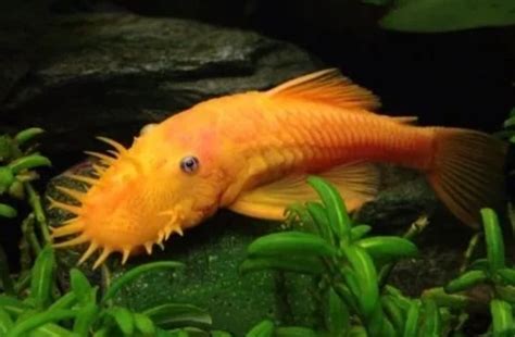 Sexing Bristlenose Pleco How To Tell The Difference