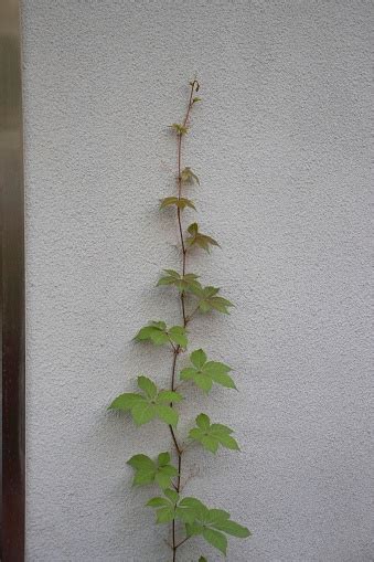 흰 벽에 잎이 있는 버지니아 덩굴로 알려진 처녀 포도의 가지 0명에 대한 스톡 사진 및 기타 이미지 0명 관목 나뭇가지 Istock