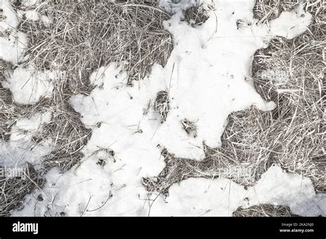 Branches Of A Deciduous Grass Bushes Covered With Ice Crust After