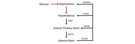 HPA Axis Introduction To Neuroscience