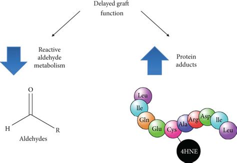 Reactive Aldehyde Metabolism Is Important In Clearing Toxic Reactive