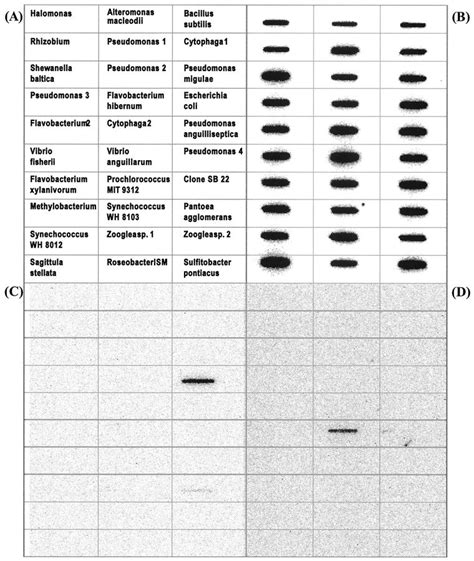Partial Secondary Structure Of 16s Rrna From E Coli 4 With Target Download Scientific