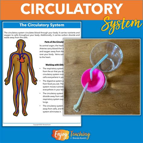 Circulatory System Model Project