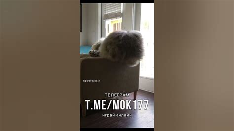 Это не попа толстая это кости тяжелые 😂😂 Youtube