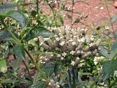 Lippia Multiflora Images Useful Tropical Plants
