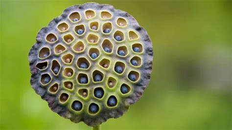 What Is Trypophobia And Is It Real