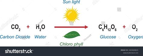 Scientific Equation For Photosynthesis At Mackenzie Boehm Blog