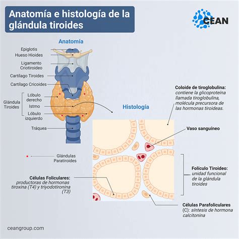 Diagrama De La Glándula Tiroides