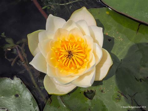 Монголын амьтан ургамал хамгаалах үндэсний хороо