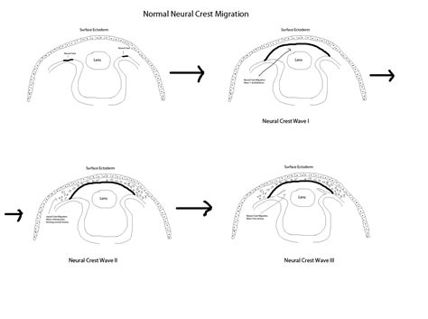 Fileneural Crest Migration Eyewiki