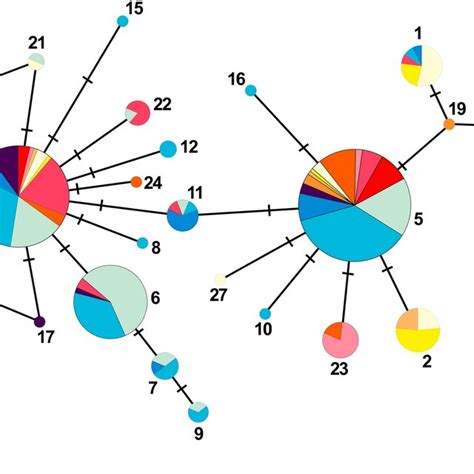 Haplotype Network Of Cephalorhynchus Commersonii Mitochondrial Dna