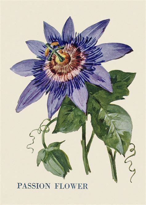 Passion Flower Illustration Vintage Watercolor Premium Photo