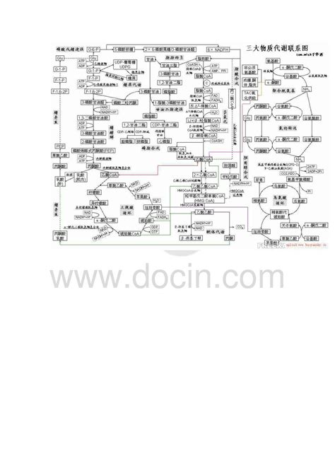 三大物质代谢联系图word文档在线阅读与下载免费文档
