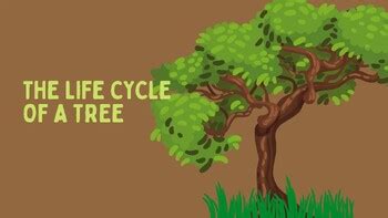 The Life Cycle Of A Tree Lesson Presentation K L Nd Grade TPT