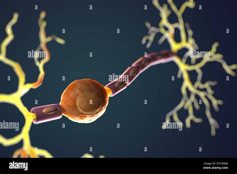 Bipolar Neuron Stock Photo Royalty Free Image Alamy
